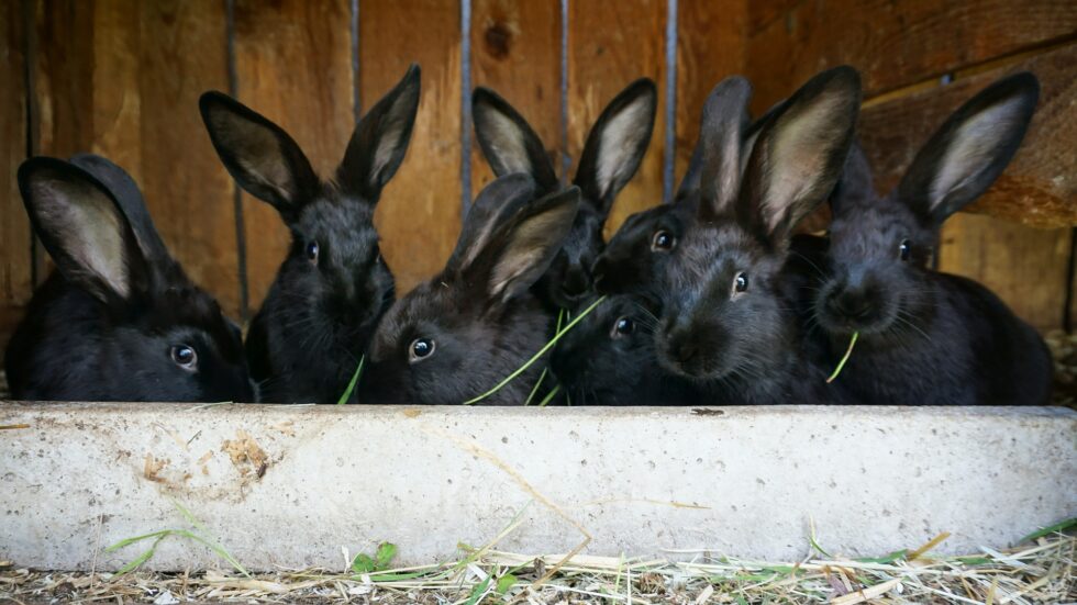 Cuniculture 101 (Rabbit Farming) | Kapristo Farms