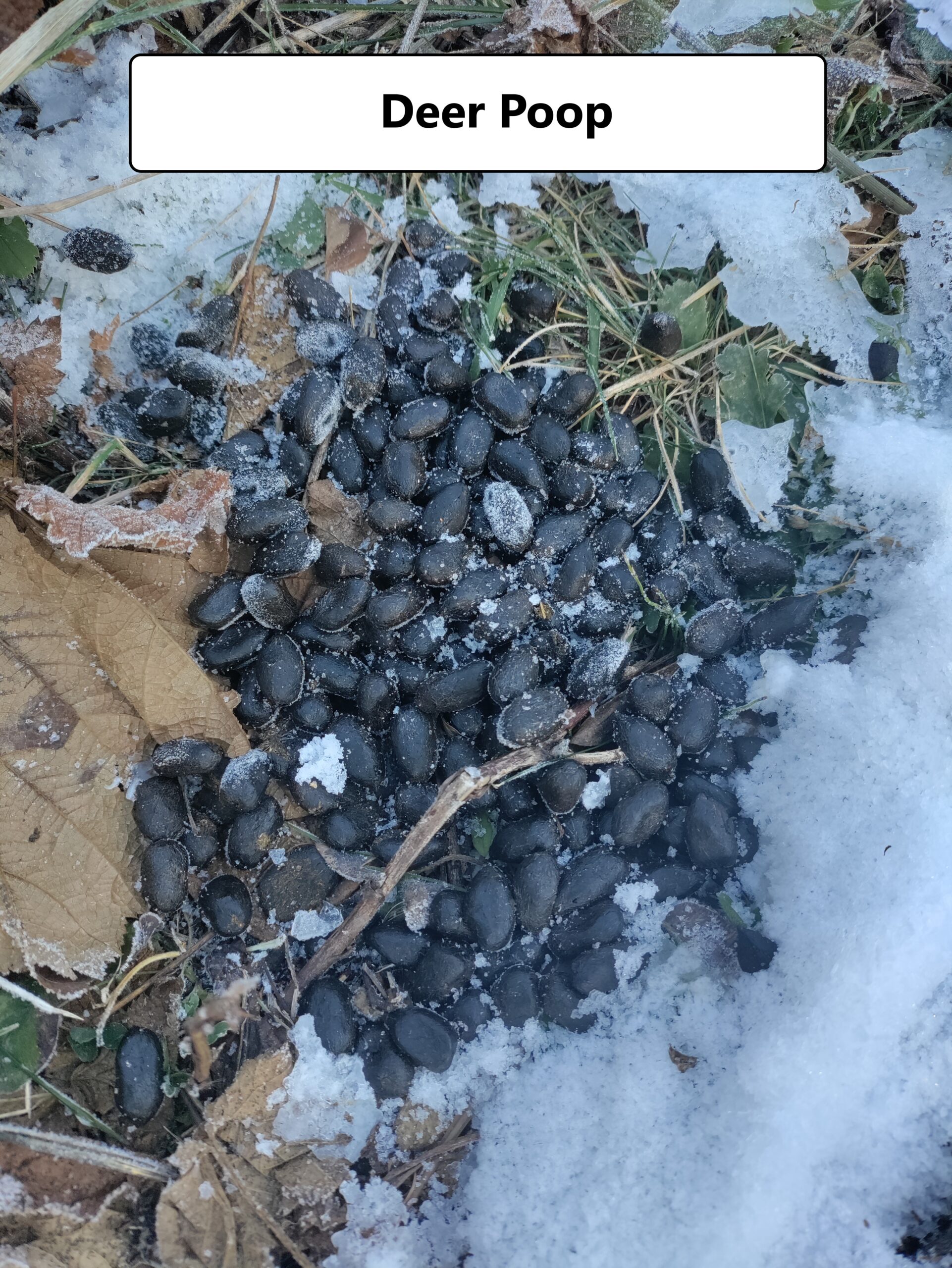 Bunny Poop vs Deer Poop: Understanding the Differences | Kapristo Farms