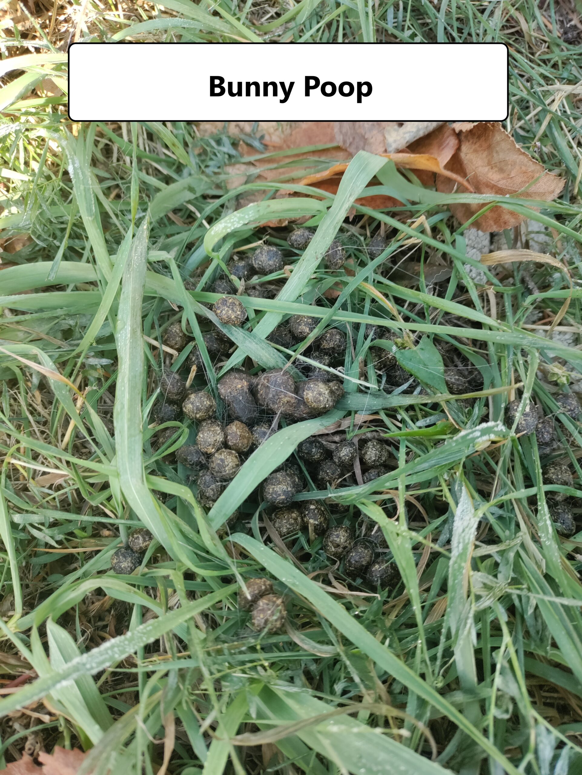 Bunny Poop vs Deer Poop: Understanding the Differences | Kapristo Farms